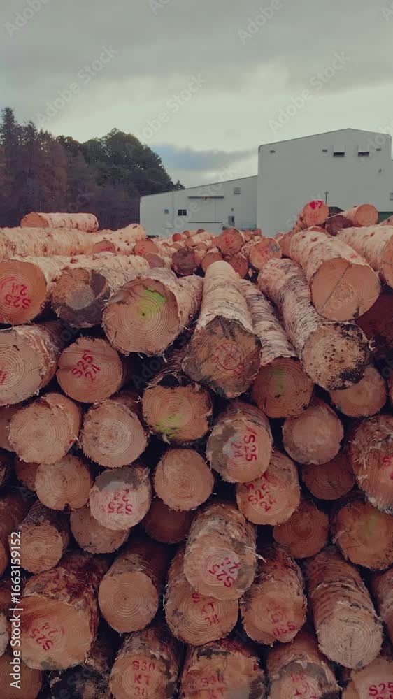 Vidéo Stock A large stack of freshly cut logs with markings, ready for ...