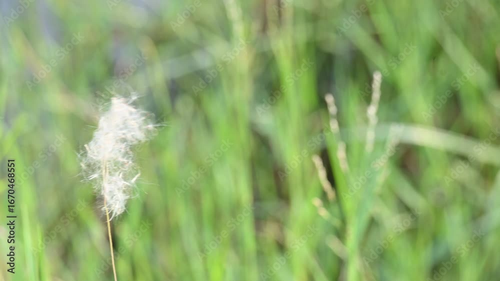 Imperata cylindrica grass. Its common names cogongrass grass and kunai ...
