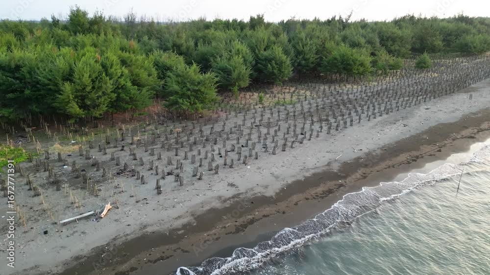 Coastal view with young pine trees planted and mangrove forests along ...