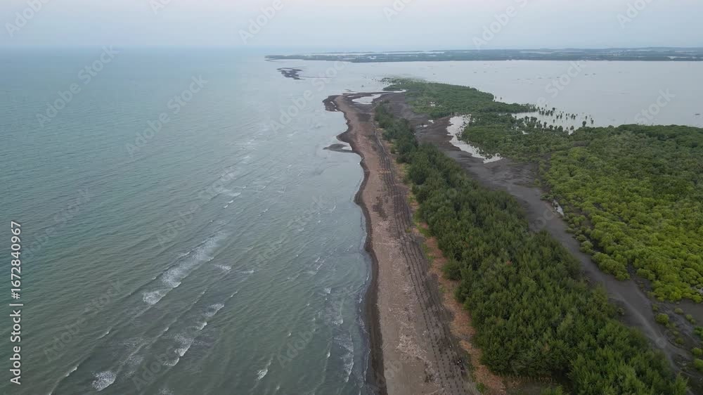 Coastal view with young pine trees planted and mangrove forests along ...