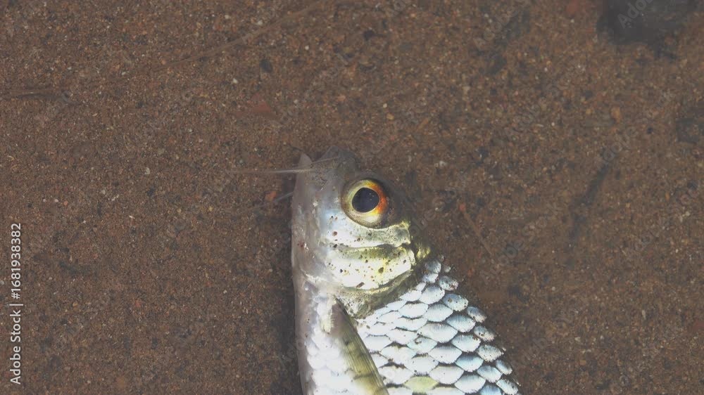 Cyprinids fish from river Labuk. Borneo Island. Fish are hooked with ...