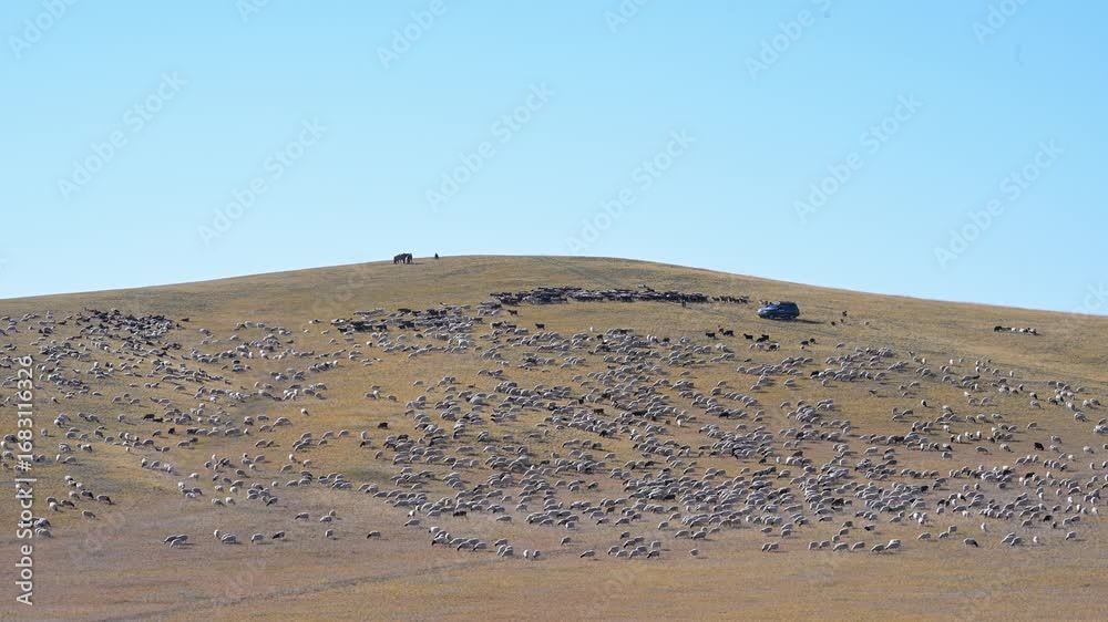 A modern shepherd uses a vehicle to manage a massive herd of sheep and ...