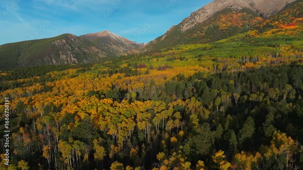 Fall autumn Aspen trees Pike San Isabel National Forest Mt Mount ...