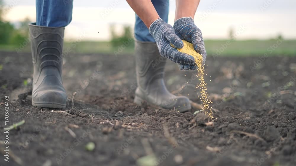 Farming begins as gloves grasp grain above furrow. Grain falls into ...