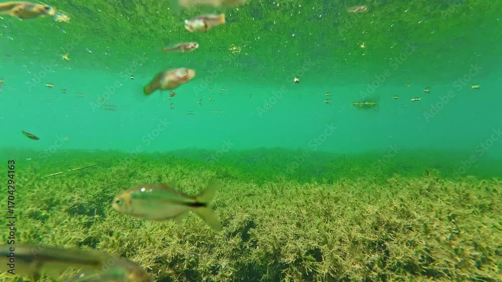 Several rare and endangered native fish species, along with other non ...