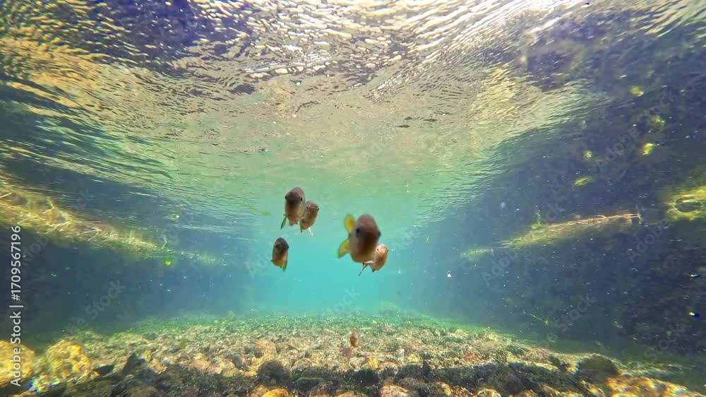 Several rare and endangered native fish species, along with other non ...