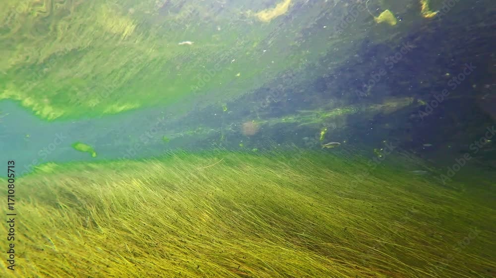 Several rare and endangered native fish species, along with other non ...