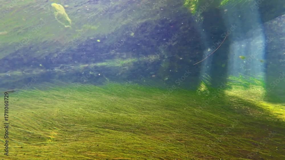 Several rare and endangered native fish species, along with other non ...