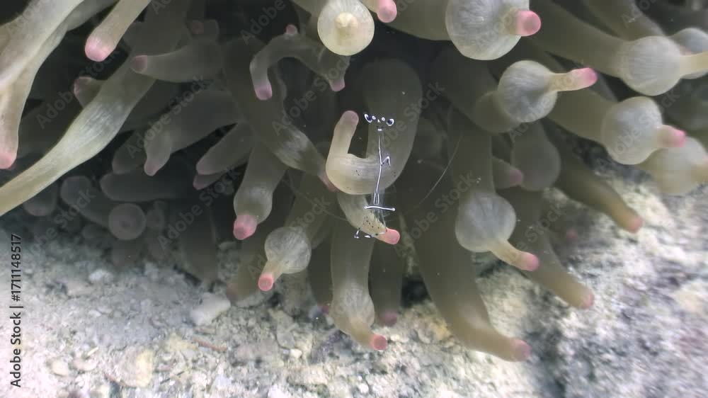 A tiny ghost shrimp finds shelter amongst the tentacles of a bulb ...