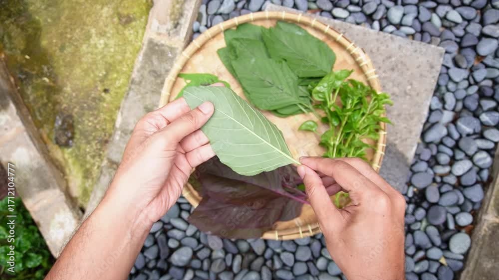Different types of spinach displayed together, showing the diversity of ...