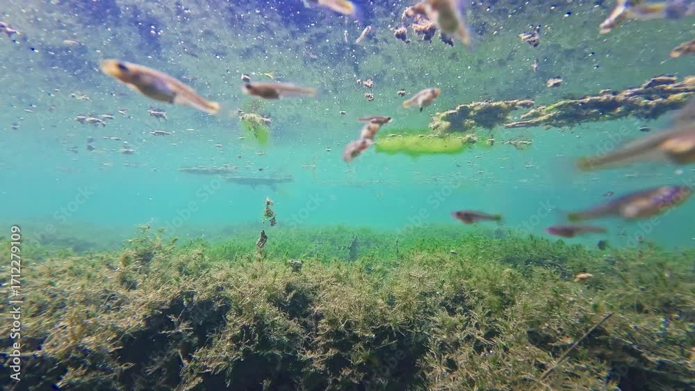 Several rare and endangered native fish species, along with other non ...