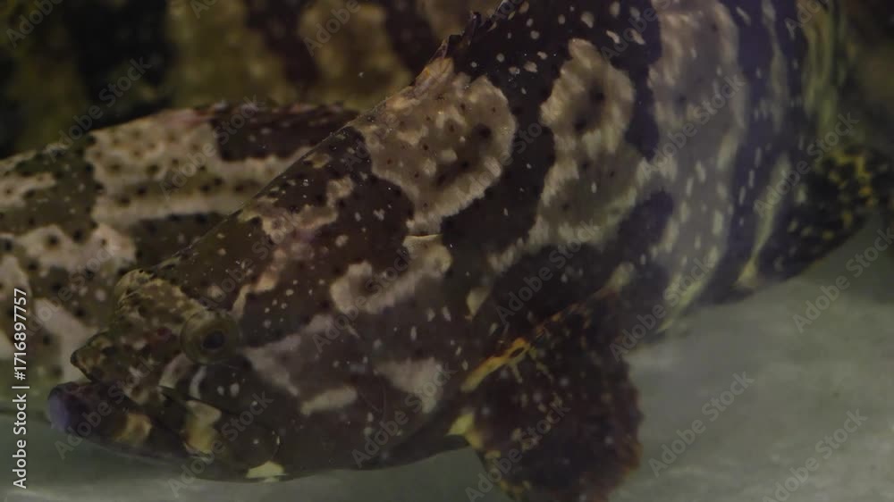 the brown grouper is a large saltwater fish found in tropical and ...