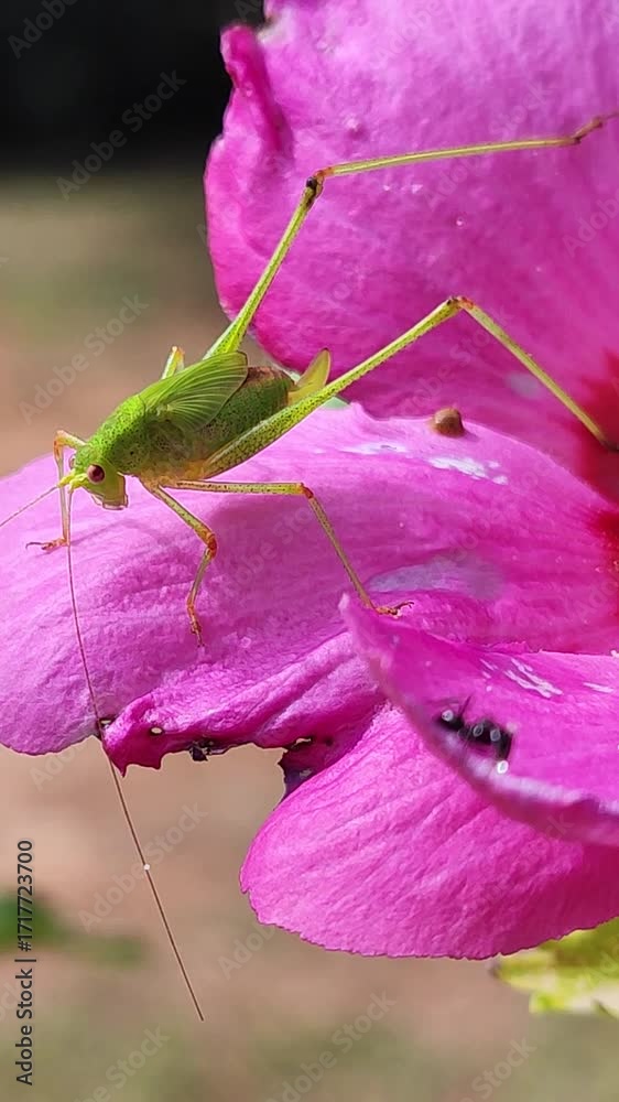 Phaneroptera nana. Ninfa. Grillo de motorral. Saltamontes verde ...