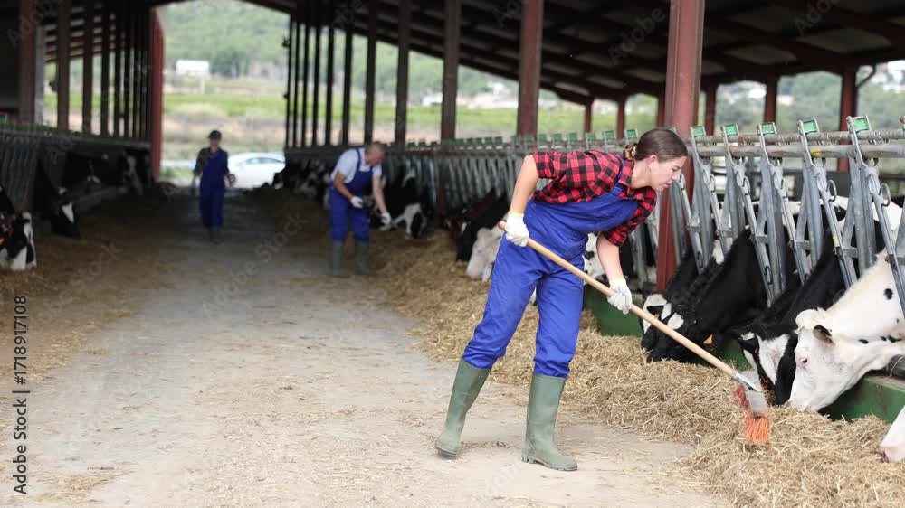 Positive girl works with cows in barn, moves hay closer to cows ...
