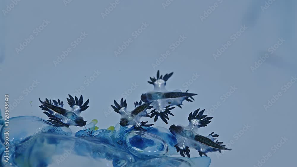 The beautiful Blue Dragons contain deadly poison from they eat the fire ...