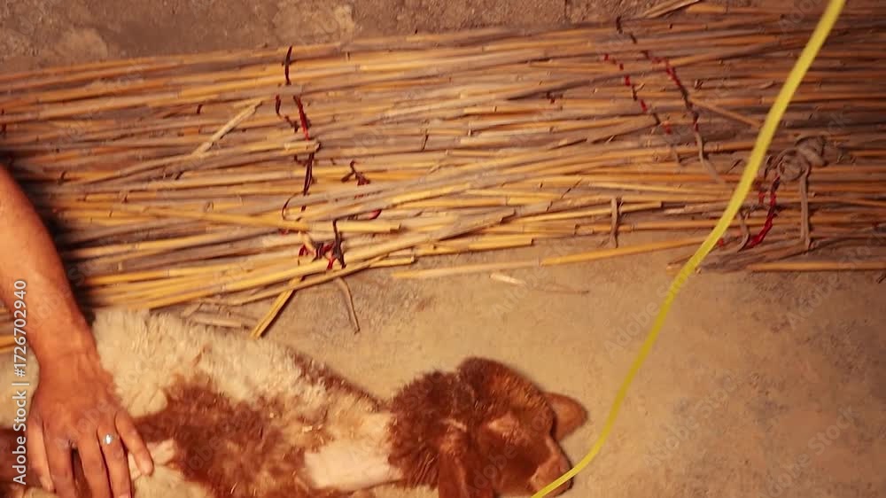 Veterinarian treating a lamb with heat stroke using IV therapy in the ...