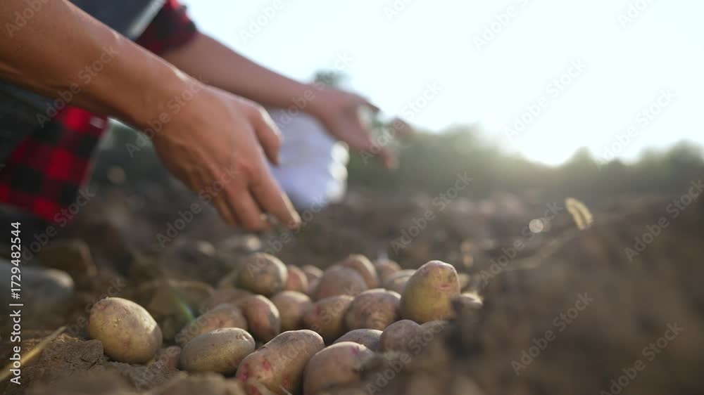 Hands harvesting potato crop in field, farmer sorting soil covered ...