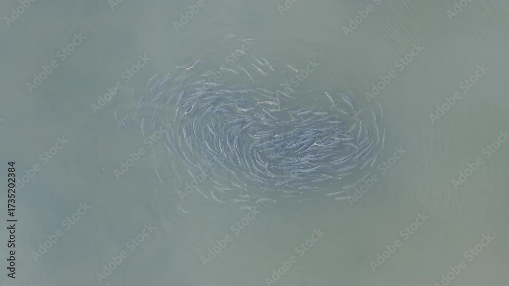 Pink Salmon Spawning Loop. Drone footage. Large concentration of Pink ...