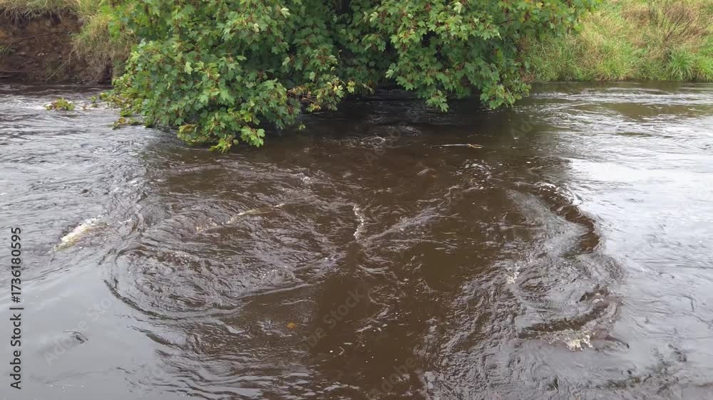 A swollen river in full flood with fast flowing brown water sweeping ...