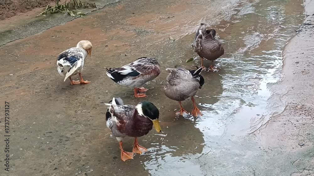 Ducks love water! Healthy adult residents should have access to a pool ...