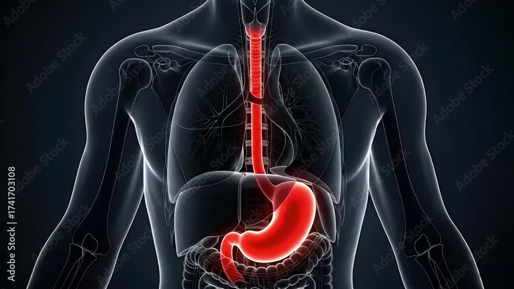 Medical illustration of the human body anatomy with heart, bone, and ...