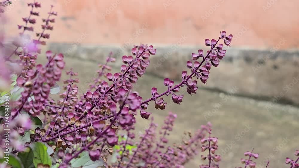 The Tulsi (Holy Basil) plant is highly regarded for its revered status ...