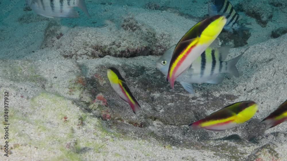 Cortez rainbow wrasses (Thalassoma lucasanum) eating and destroying a ...