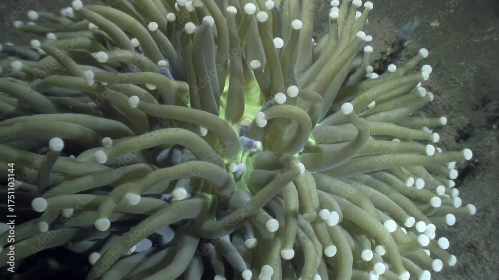 Anemone sways in the current during the day in the Philippines. The ...