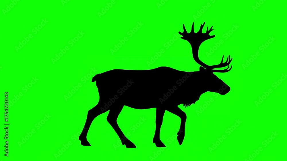 Green Screen Wildlife with reindeer walking forward on a silhouette of ...