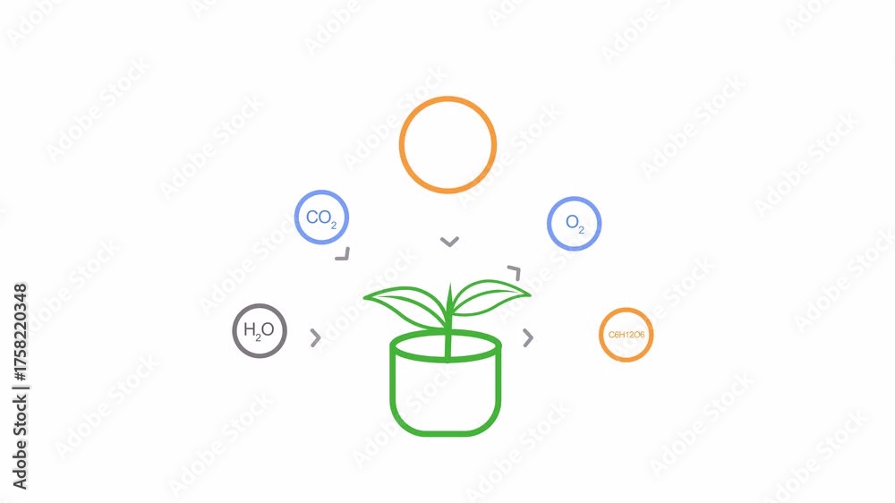 Photosynthesis Process Animation. Educational Infographic of a Plant ...