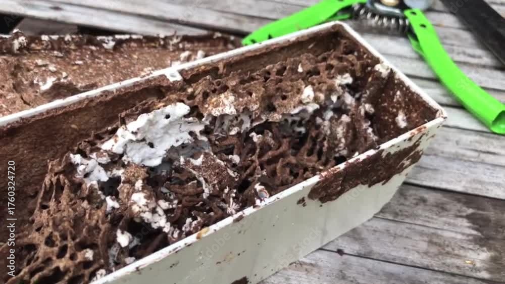 Video „Termite bait trap demonstration with detailed view of termites ...
