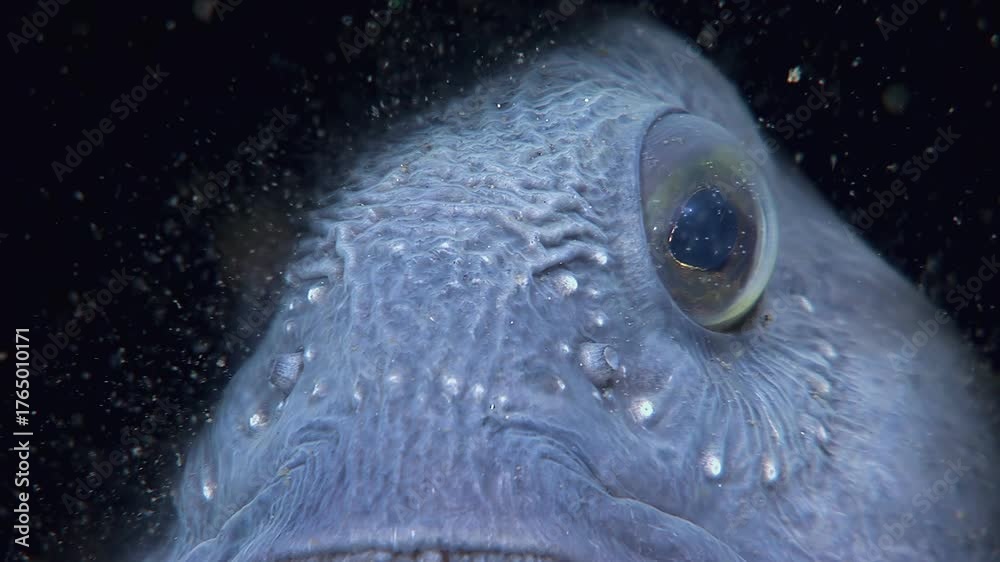Video „A detailed close-up reveals the face of an Atlantic Catfish ...