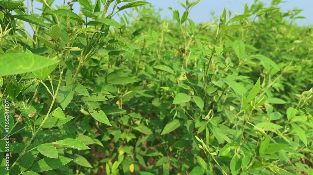 Pigeon pea (Cajanus cajan), also known as toor dal or arhar, sways ...
