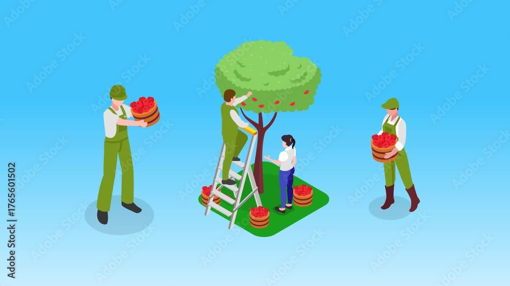 Fruit Harvest: Farmers Picking Apples from a Tree Using a Ladder in an ...
