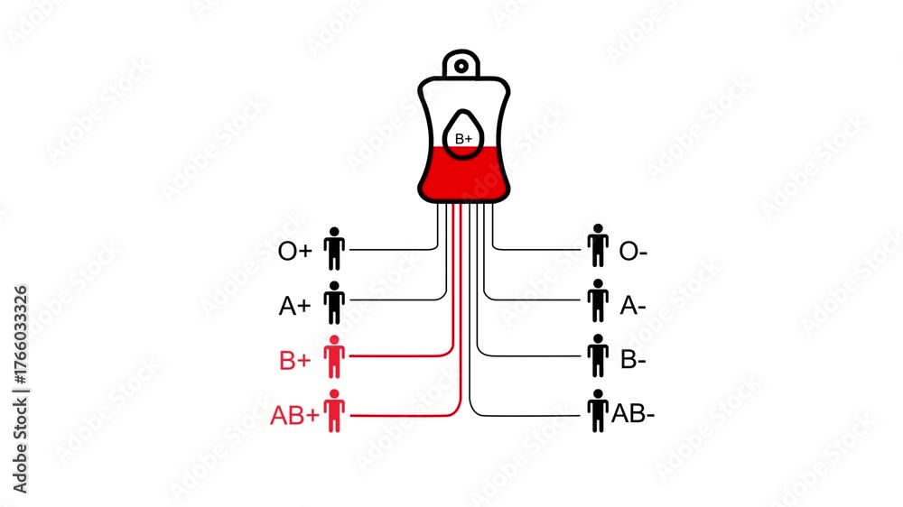 Blood Donation Compatibility Chart Showing B+ Blood Bag and Recipient ...