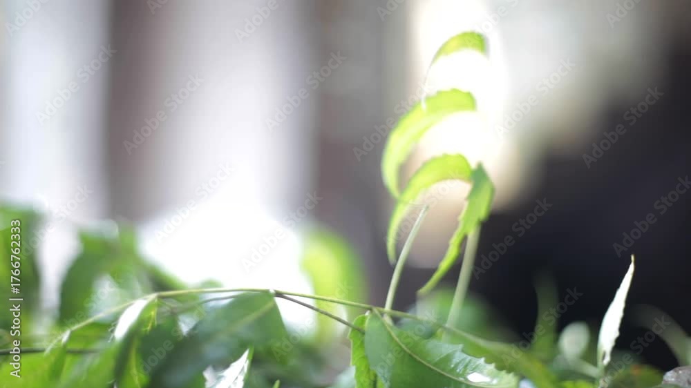 Neem tea with leaves on a wooden surface is Immune Boosting - Neem leaf ...