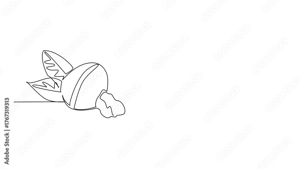 Animation of continuous one line drawing whole walnut, half opened ...
