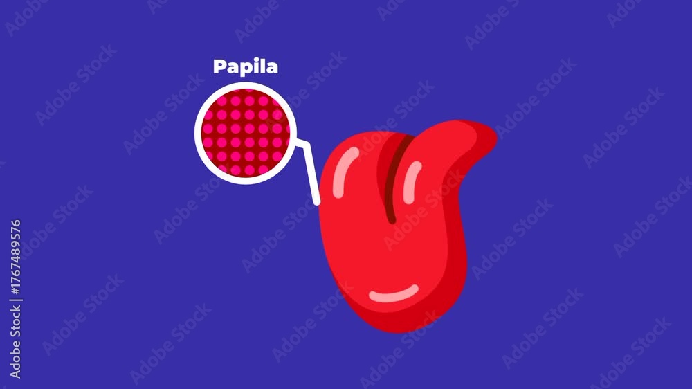 A labeled diagram of a red tongue with papillae illustrates the human ...