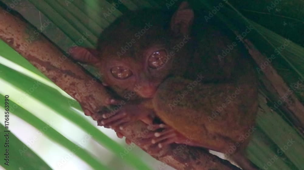 Close up to a Philippine tarsier (Carlito syrichta) hiding under a leaf ...