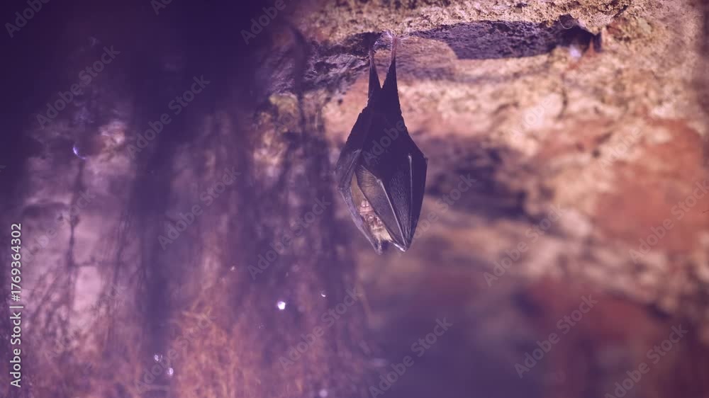 Close up small lesser horseshoe bat covered by wings, hanging upside ...