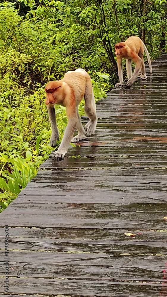 Wild proboscis monkeys (Nasalis larvatus) walking, jumping, and feeding ...