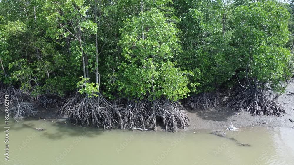 Tropical tree roots in swamp forests and estuarine streams, mangrove ...