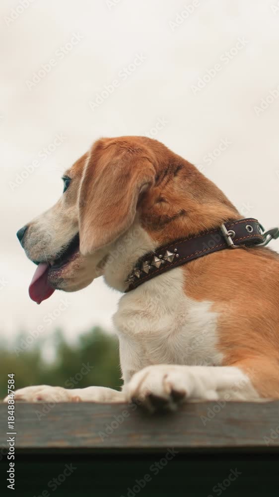 Cannot generate variations without input text, Detailed input text is ...