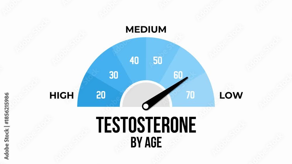 Testosterone Levels by Age Infographic Animation Gauge Chart for ...