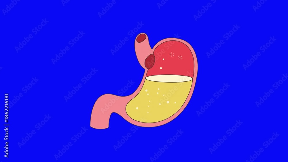 Simplified cartoon illustration depicting human stomach anatomy ...
