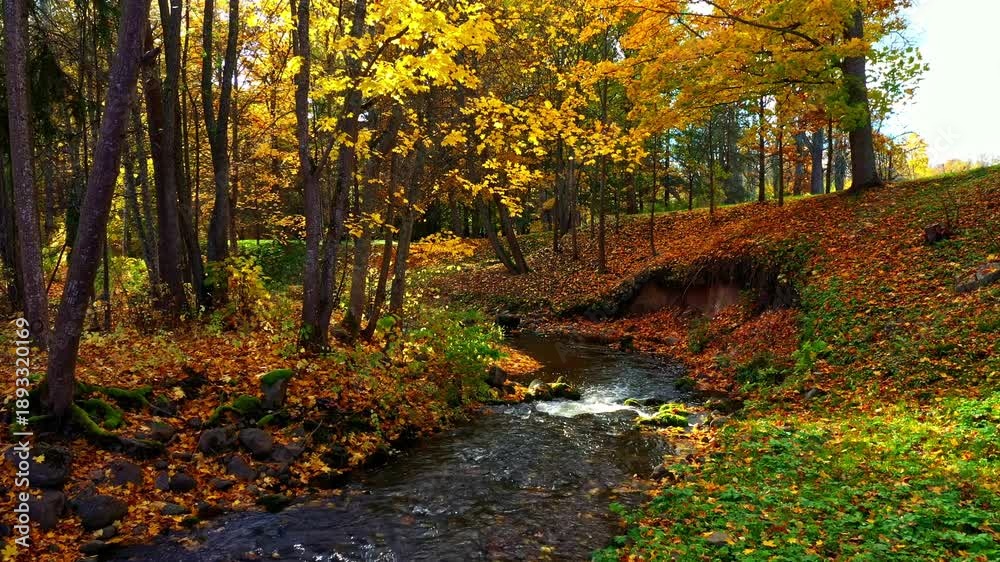 Autumn stream winding through a forest filled with colorful trees and ...