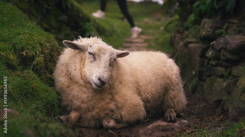 Sheep Standing in Green Field Irish Rural Farm Landscape Stock ビデオ ...