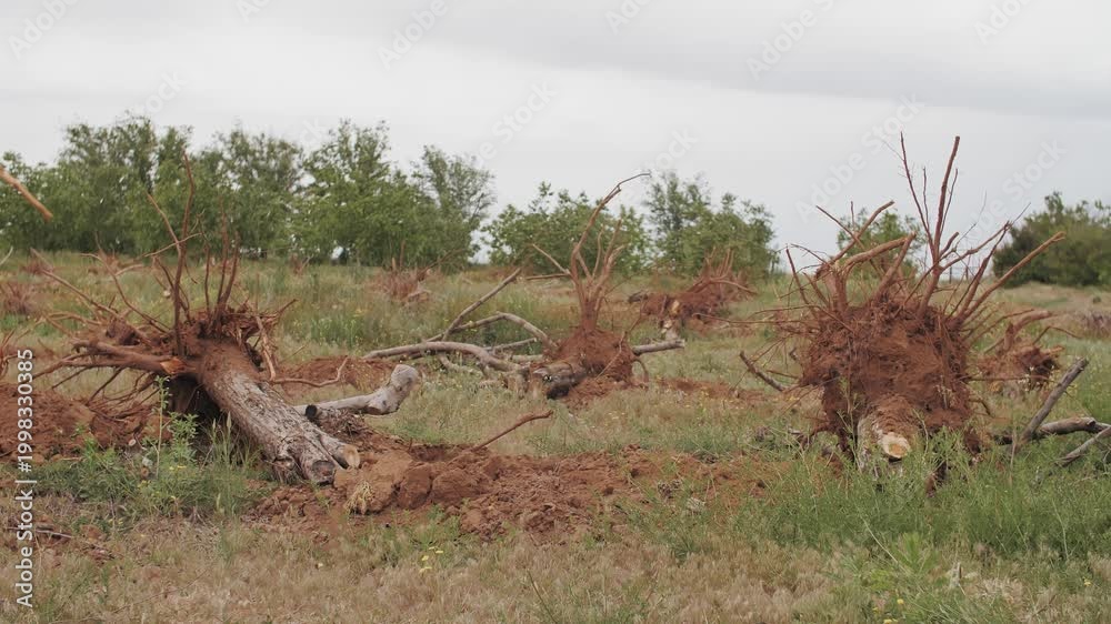 Environmental Catastrophe Caused by Uprooted Dead Trees in Field Stock ...