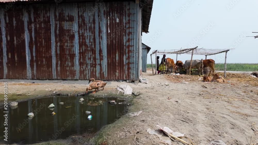 Rural village farm scene with cattle and ducks near a rustic barn vídeo ...