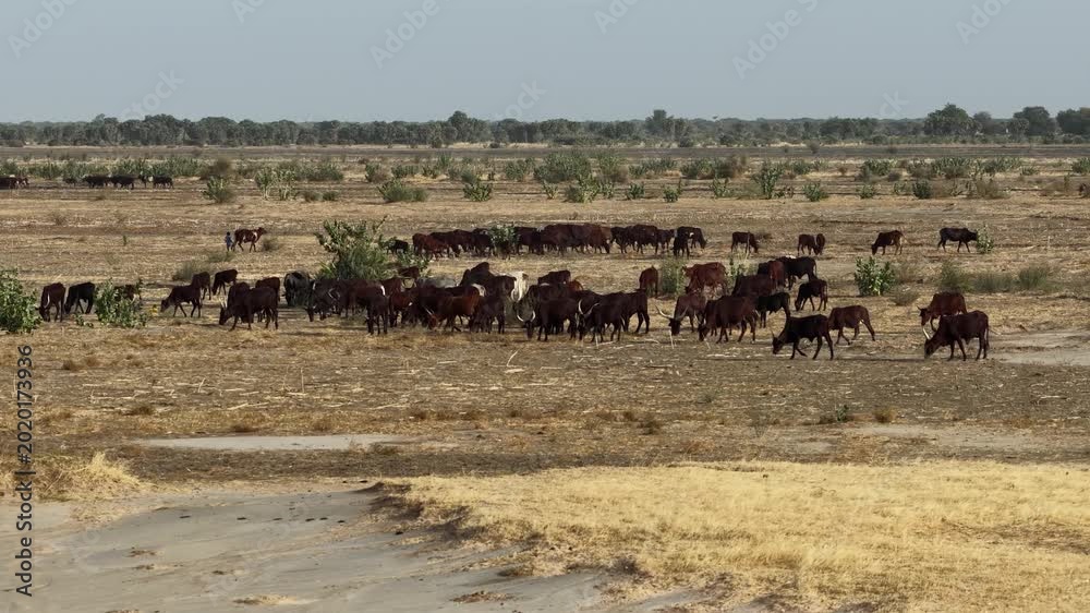 Drone view of sacrificial cattle moving across grazing land, April 25 ...